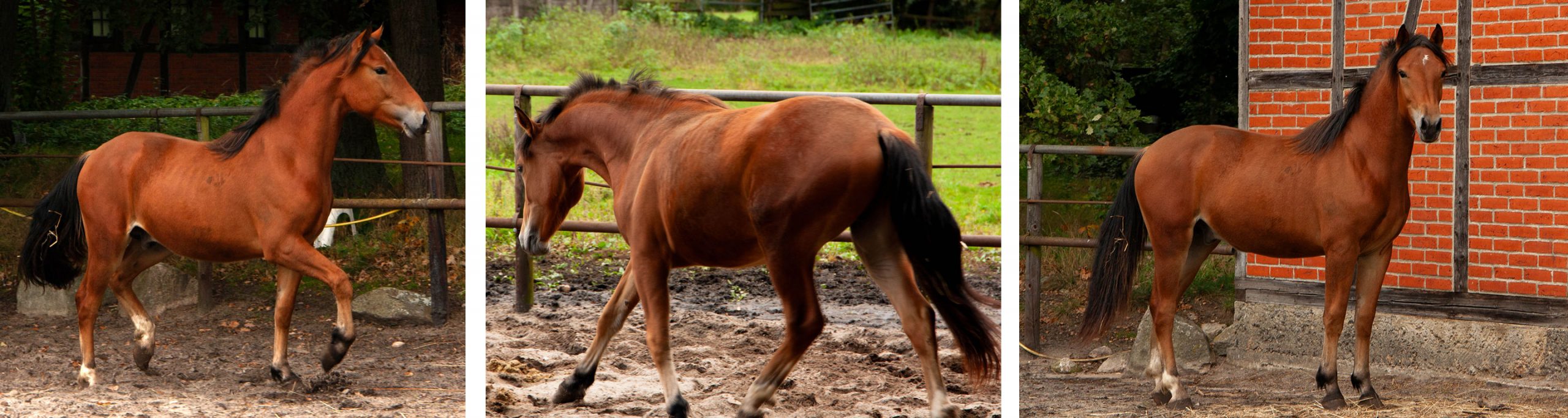 Freiberger Darius - Hof Immenknick